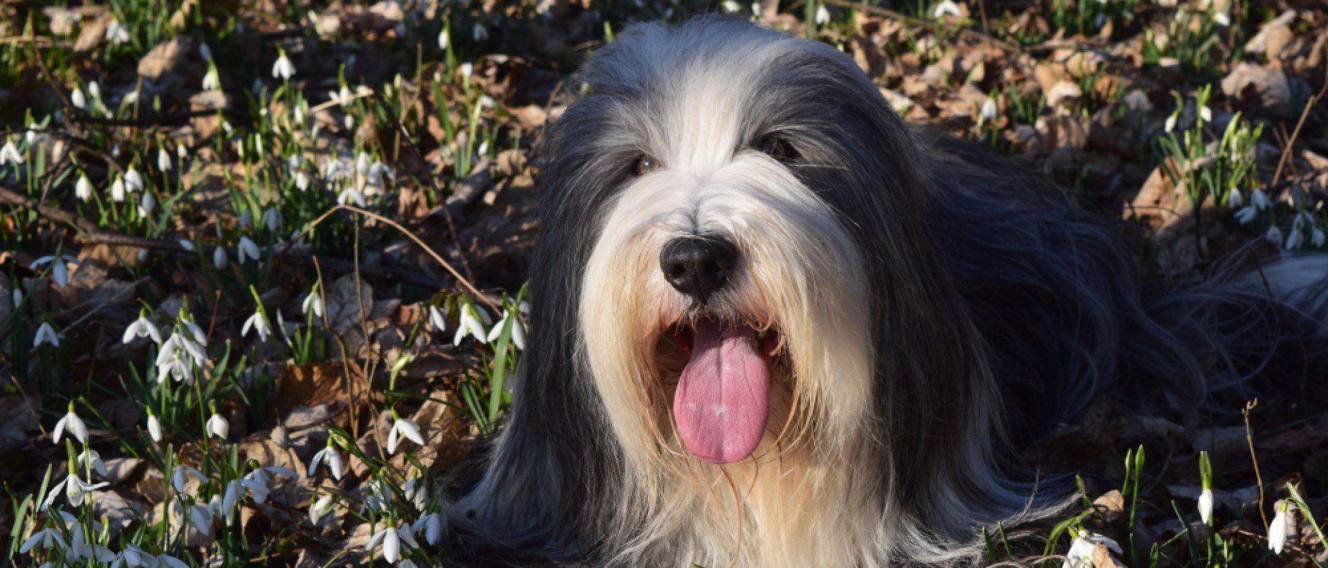 Dragonbeard – Bearded Collie kennel